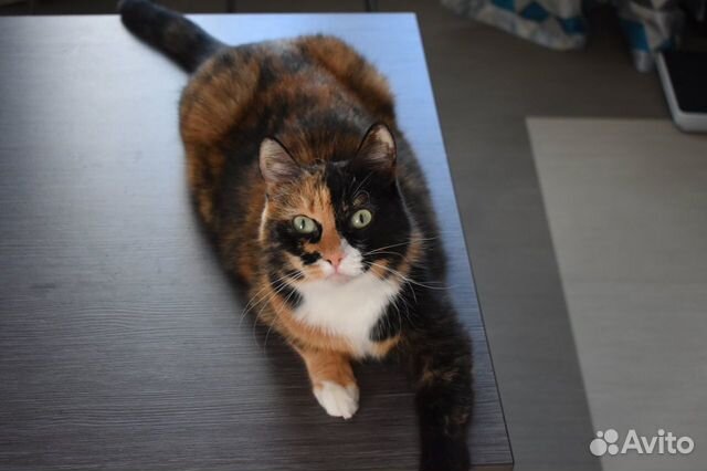Трёхцветная кошечка Машенька ищет дом