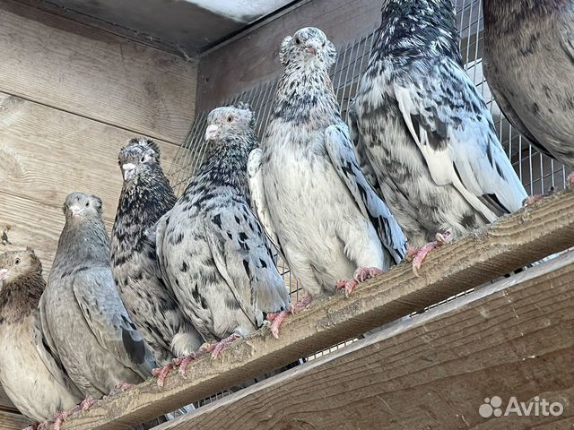 Голуби бойные чистопородные армянские
