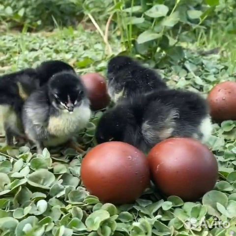 Маран чм цыплята