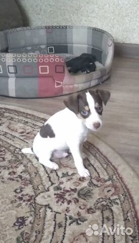 Американский той фокстерьер