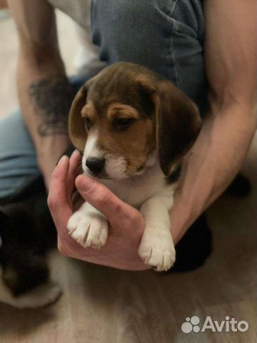 Щенки бигль