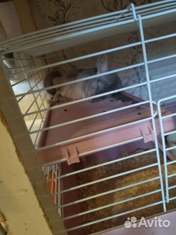 Шиншилла гетеробеж