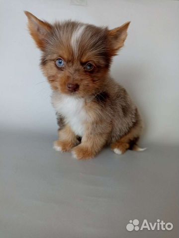 Цветной йорк