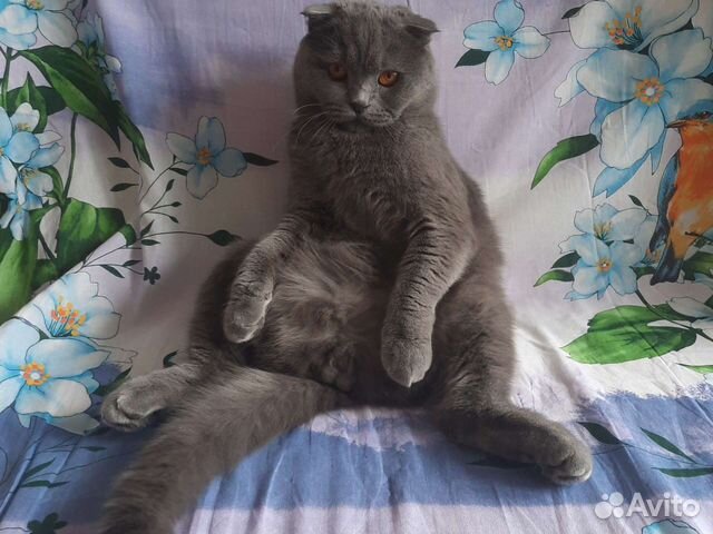 Британский сидячий кот
