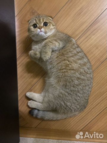 Шотладнская вислоухая кошка в добрые руки