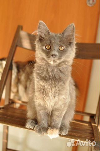 Кошки курильский бобтейл