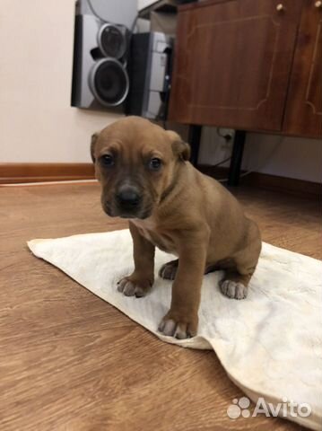 Собака (кутёнок) в самые добрые руки