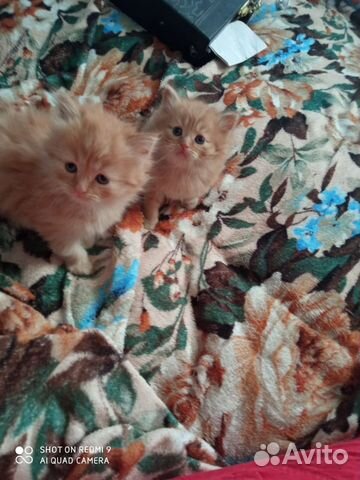 Персидские котята