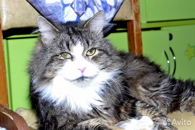 Пончик ищет дом