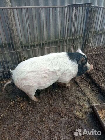 Продам хряка