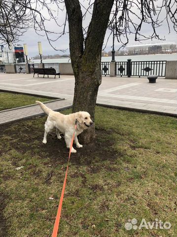 Найти потеряшку