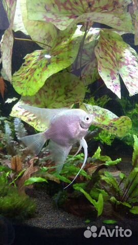 Скалярии. Нерестящаяся пара