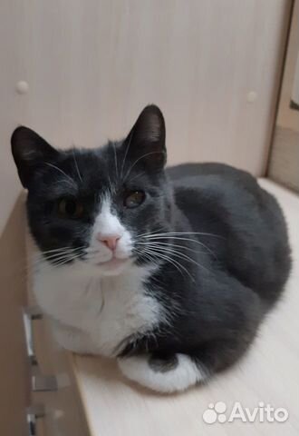Стерилизованная кошка в дар