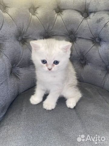 Британские котята