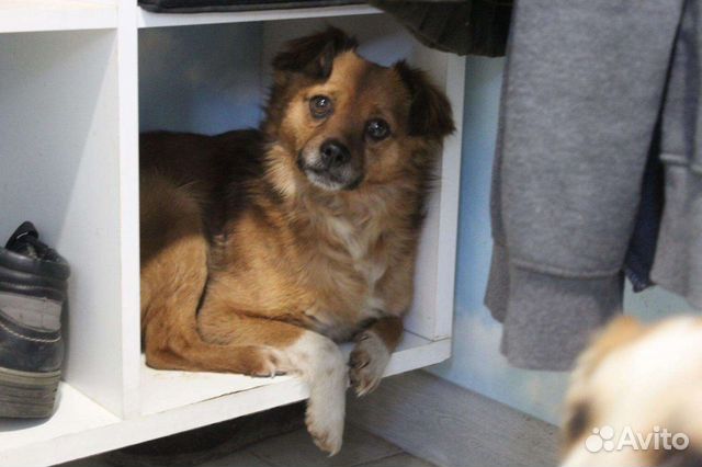 Тобик в добрые руки