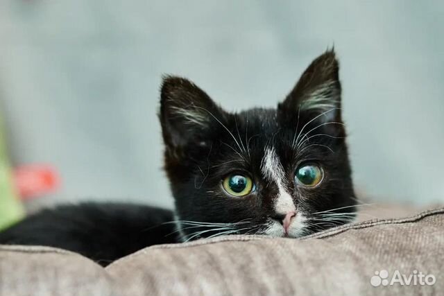 Котенок девочка в добрые руки