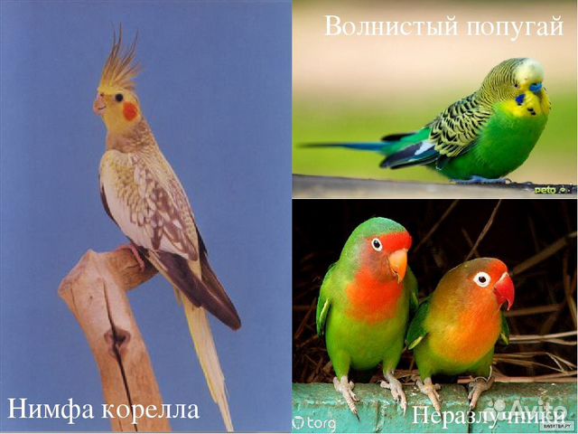 Попугай