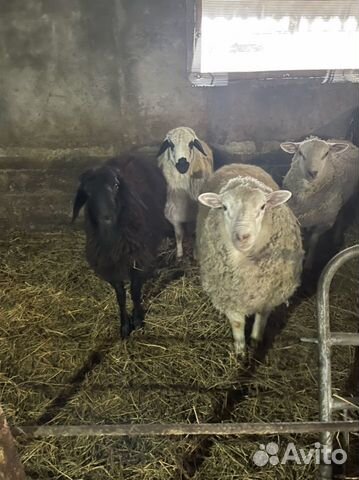 Продаются бараны гиссары и тексели