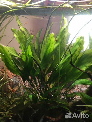 Аквариумное растение Эхинодорус оцелот