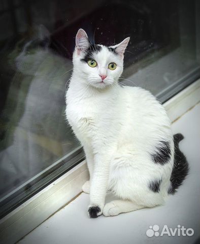 Строптивая кошечка Горошинка ищет семью