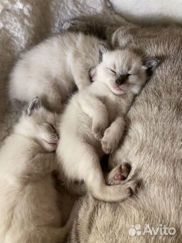 Котята Тайка-Невский маскарад