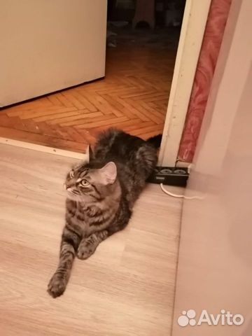 Удивительно ласковая кошечка ищет добрых хозяев