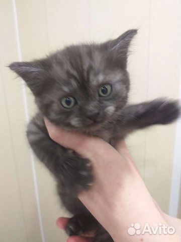 Котенок британец