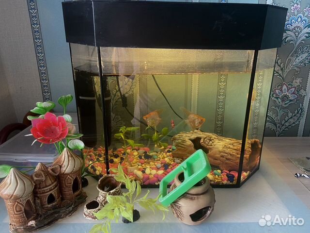 Аквариум с рыбками