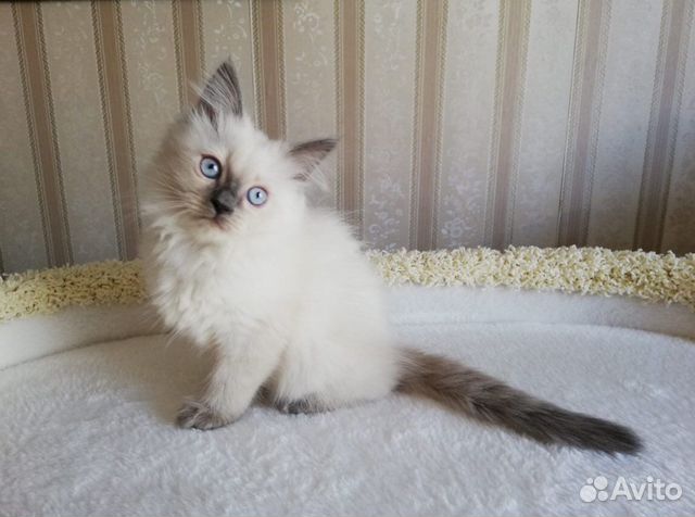 Невская маскарадная кошечка