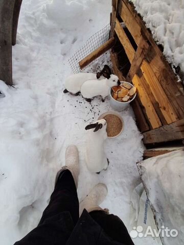 Калифорнийские кролики