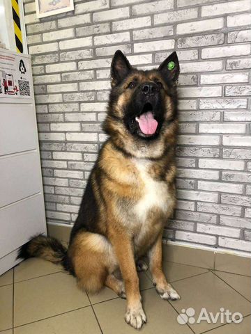 Овчар ищет дом