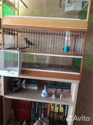 Гибрит (Кенар + Репол)