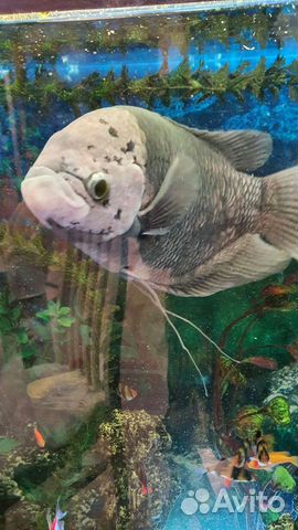 Гигантский гурами