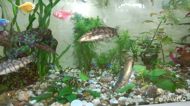 Боция мраморная