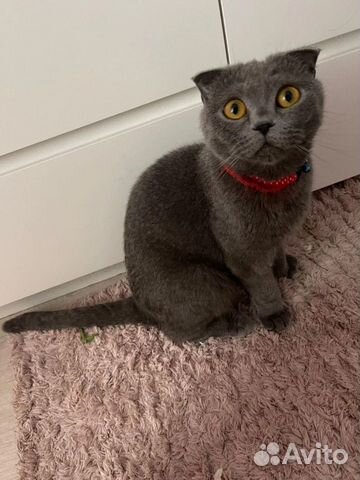 Шотландские вислоухие котята