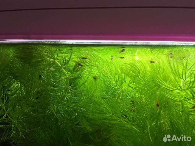 Мальки гуппи