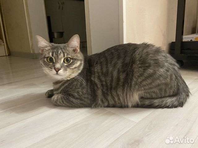 Отдается в добрые руки кот
