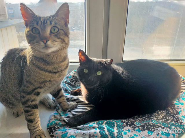 Кот и кошка ищут дом