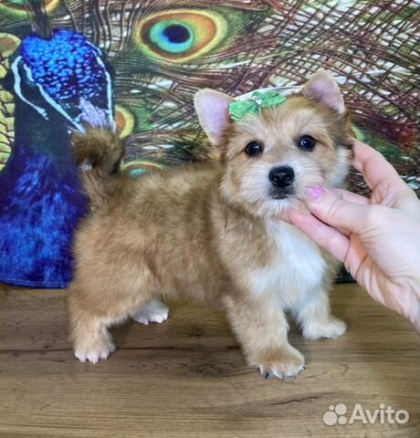 Голдаст йорк рыжий мальчик стандарт