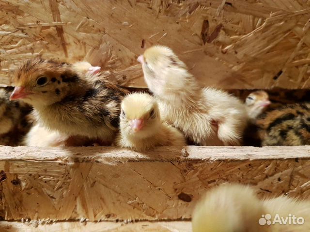 Цыпленок перепела