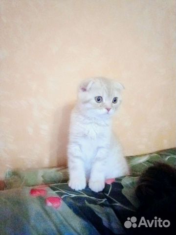 Шотландская вислоухая кошка