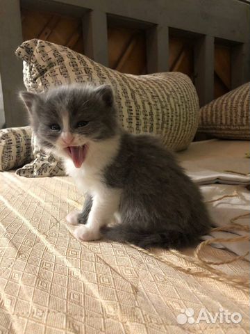 Кочьатки в хорошие руки