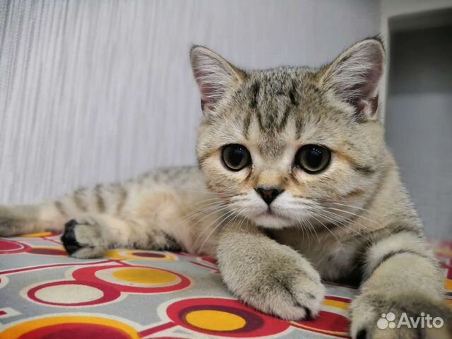 Британская кошка