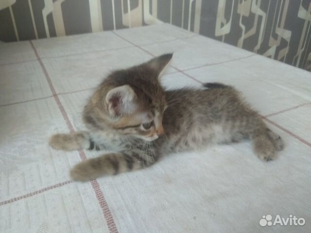 Котенок