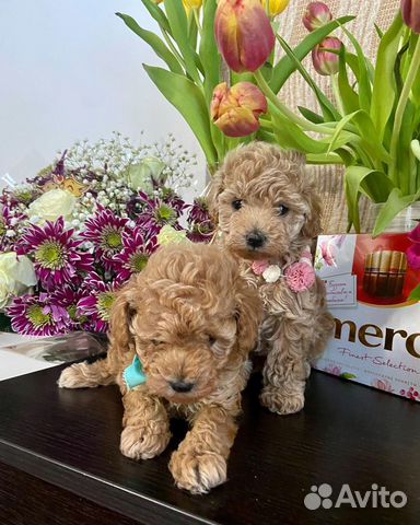 Той-пуделя девчонка и мальчик