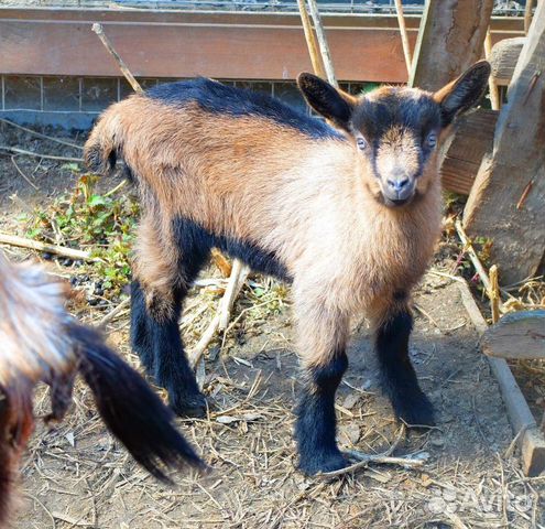 Альпийский козлик