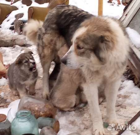 Кавказская овчарка