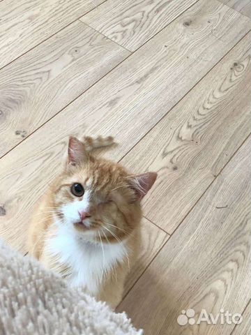 Особенный котик ищет дом