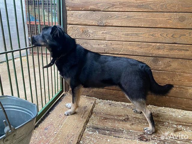 Небольшой и заводной Багги мечтает о семье