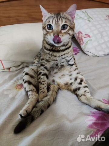 Бенгальская